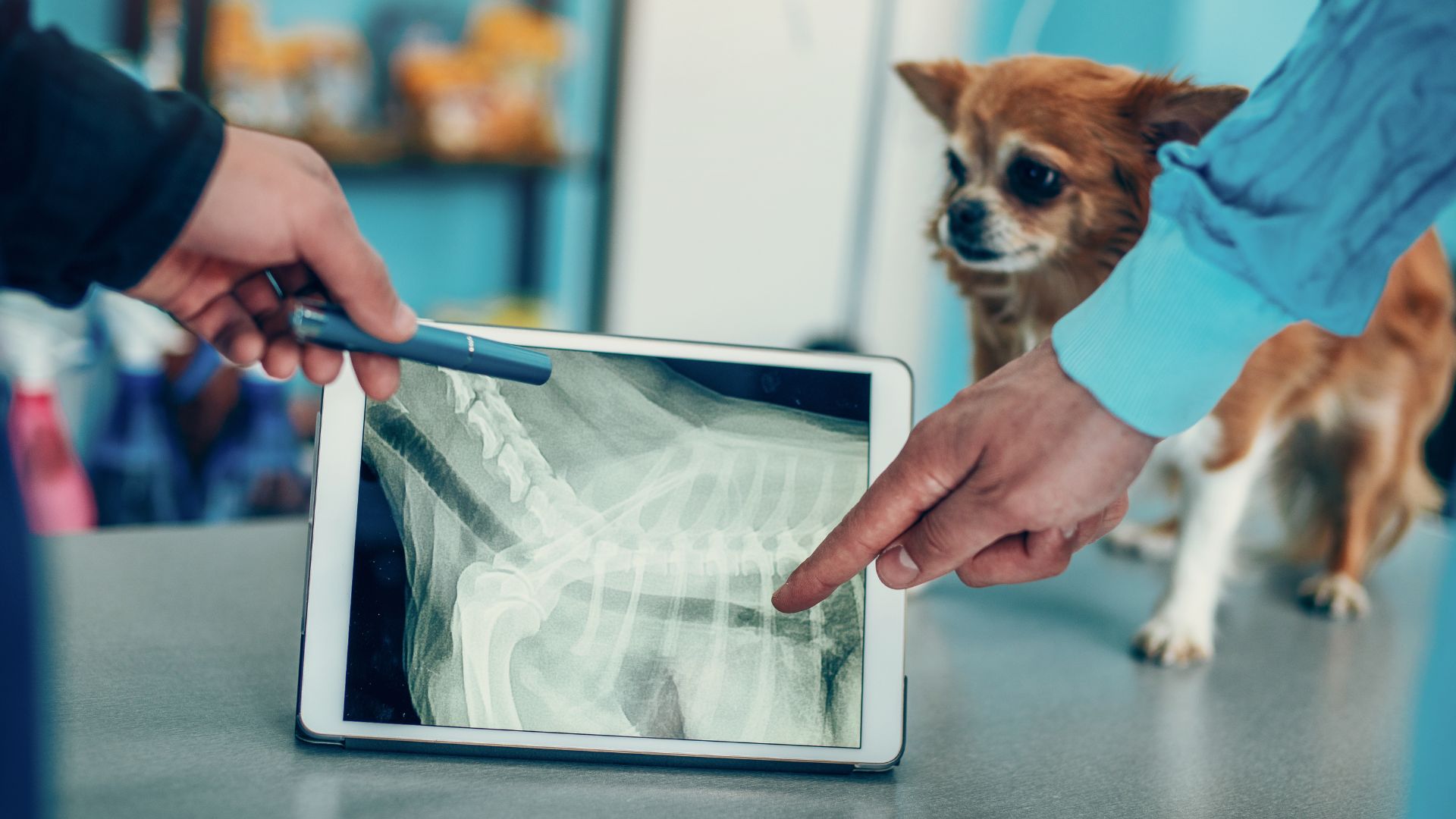 Pet Imaging In Cyttir Road, Holyhead, LL65 2SY | Anglesey Pet Clinic