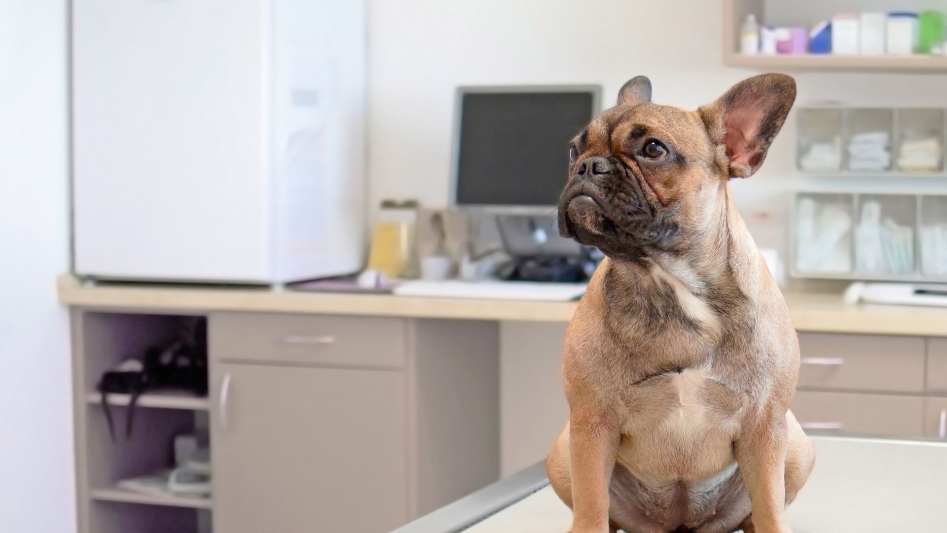 Pet Euthanasia In Cyttir Road, Holyhead, LL65 2SY | Anglesey Pet Clinic