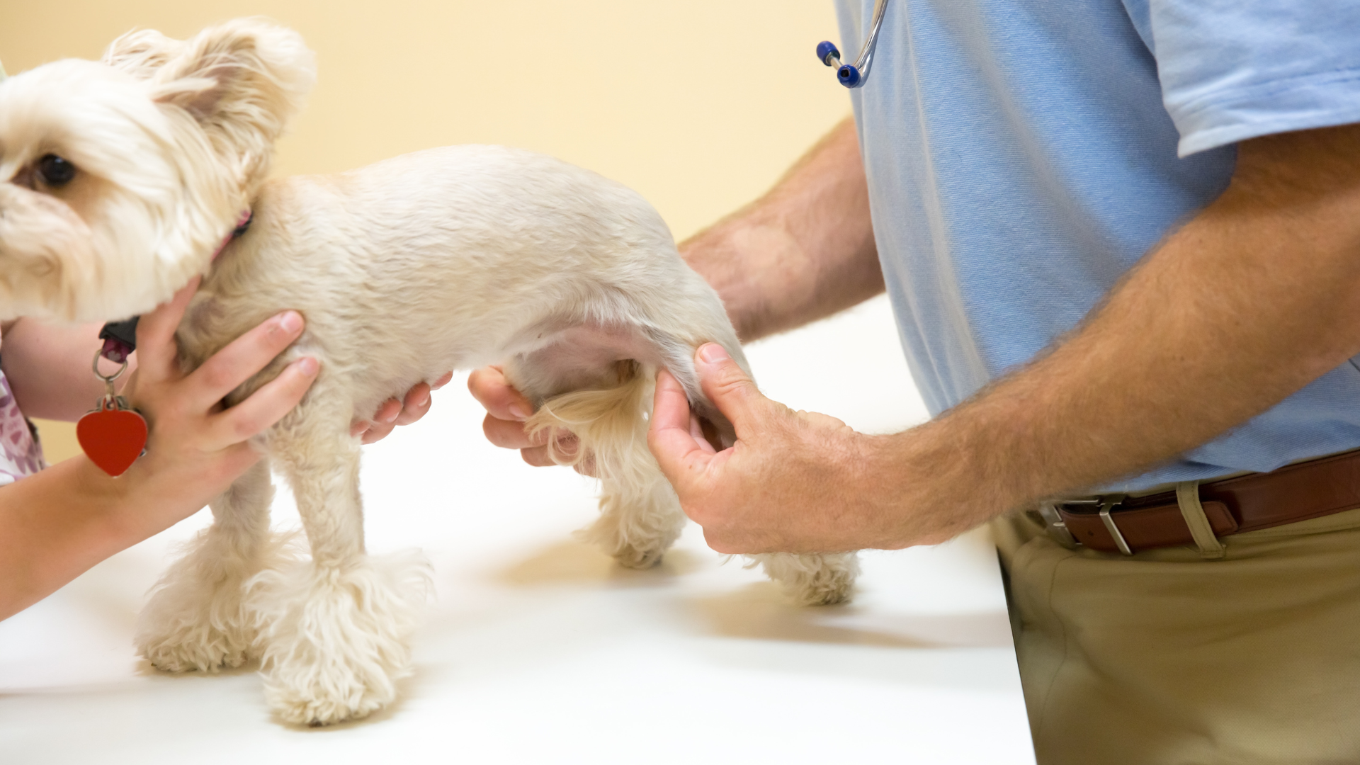 Cyttir Road, Holyhead, LL65 2SY Veterinary Services | Anglesey Pet Clinic